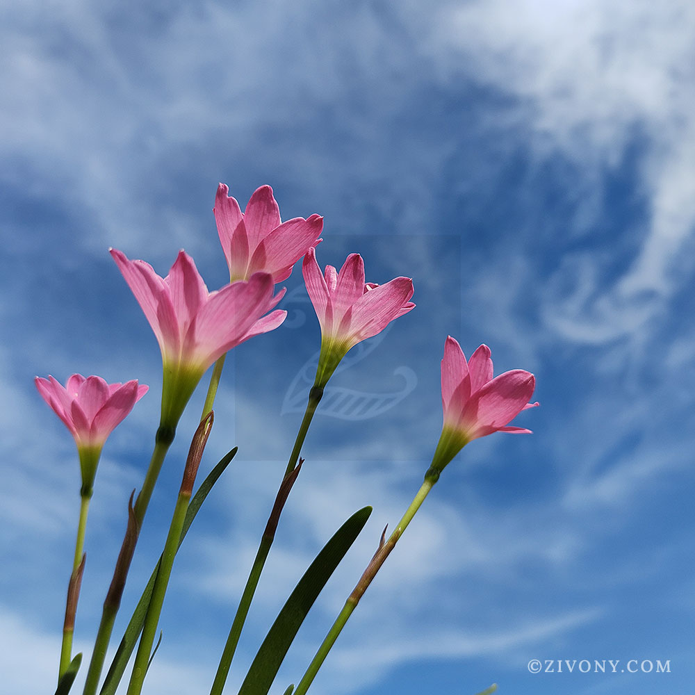 Rain Lily Plant - Zivony Rain Lily Plant | Gardening & Landscaping - Zivony